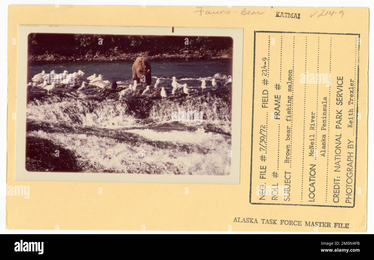 Brown bear fishing salmon. Alaska Task Force Photographs Stock Photo ...