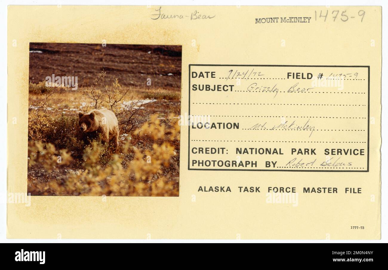 Grizzly bear. Alaska Task Force Photographs Stock Photo - Alamy