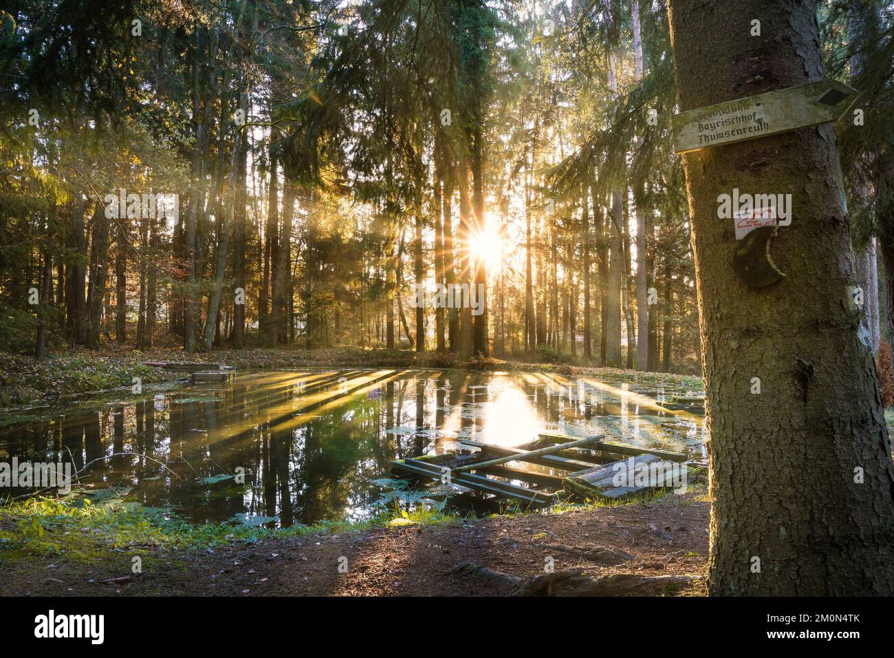 A small river surrounded by forest and rays of sun Stock Photo - Alamy