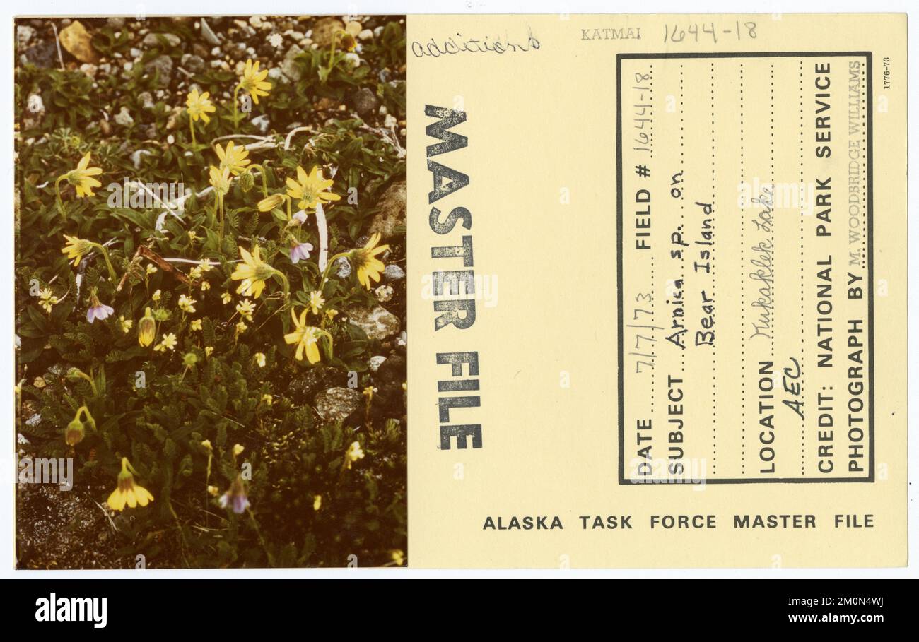 Arnica sp on Bear Island. Alaska Task Force Photographs Stock Photo - Alamy