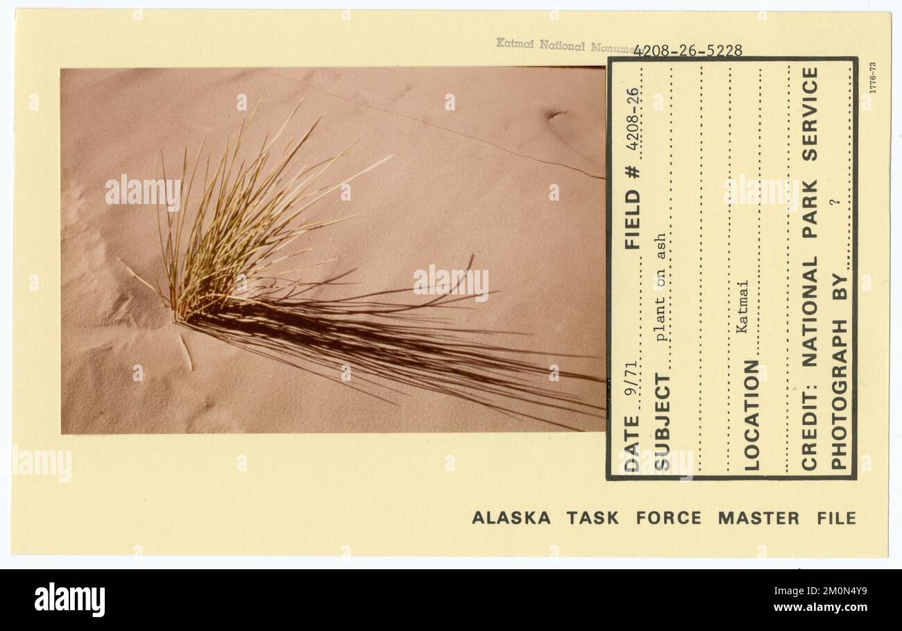 Plant on ash. Alaska Task Force Photographs Stock Photo - Alamy