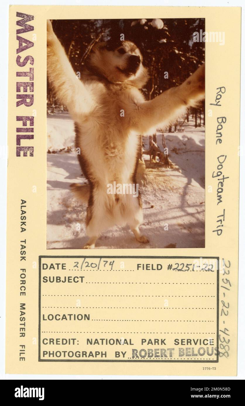 Ray Bane dog team trip. Alaska Task Force Photographs Stock Photo - Alamy