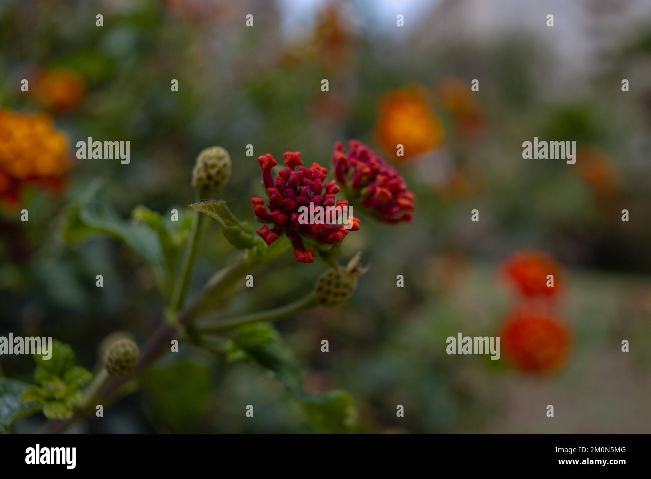 A closeup of common lantana (Lantana camara) flowers with green leaves ...