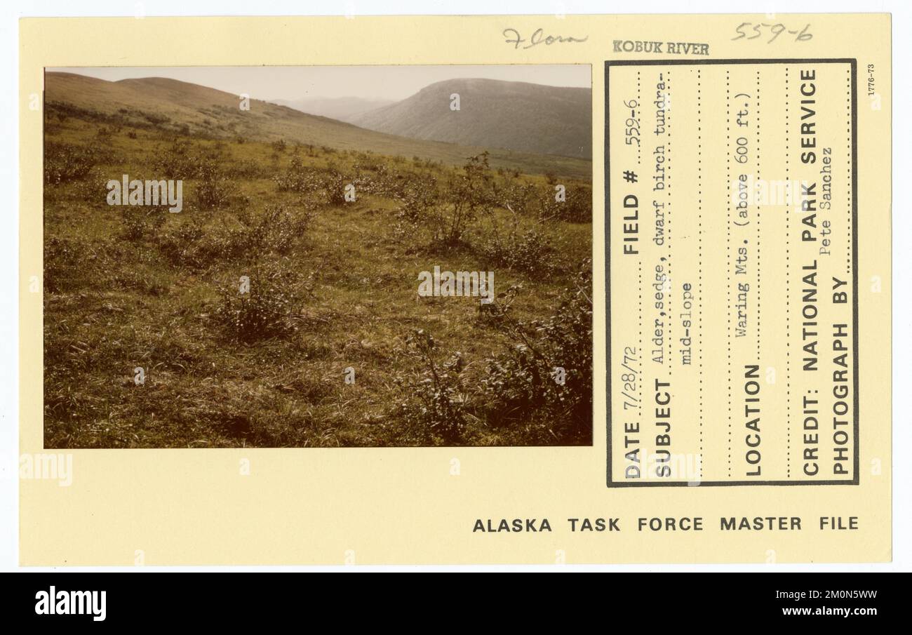 Alder, sedge, dwarf birch tundra-mid slope. Alaska Task Force ...