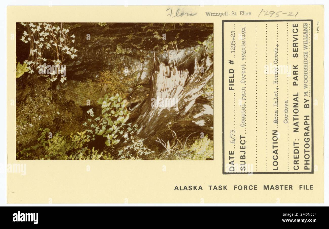 Coastal rain forest vegetation. Alaska Task Force Photographs Stock ...