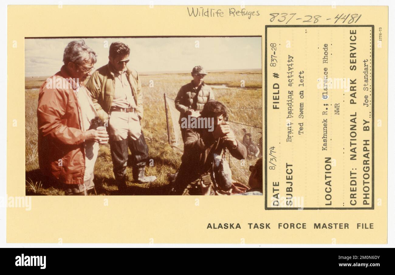 Brant banding activity Ted Swem on left. Alaska Task Force Photographs ...