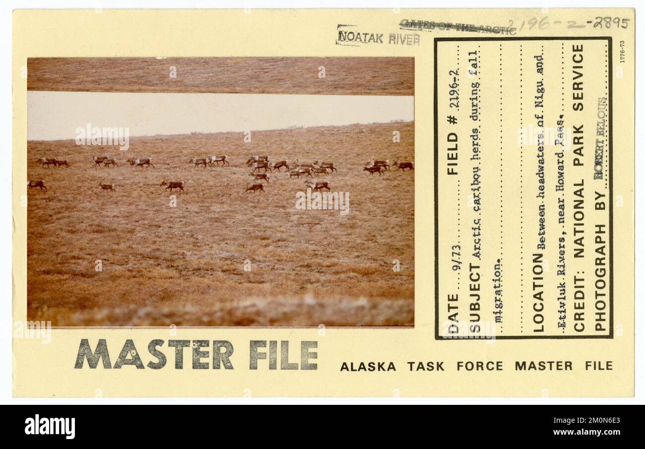 Arctic caribou herds during fall migration. Alaska Task Force ...