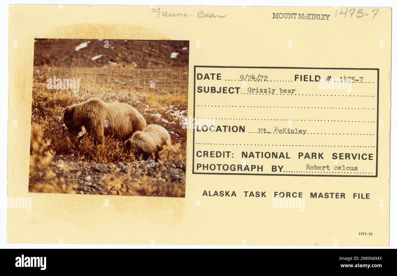 Grizzly bear. Alaska Task Force Photographs Stock Photo - Alamy