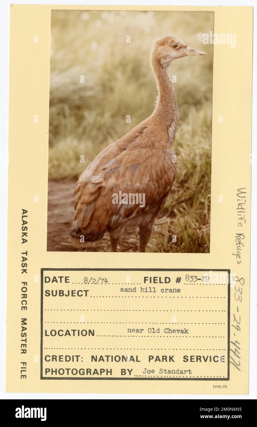 Sandhill crane. Alaska Task Force Photographs Stock Photo - Alamy