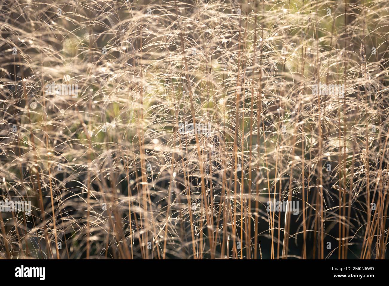 Wintergrasses hi-res stock photography and images - Alamy