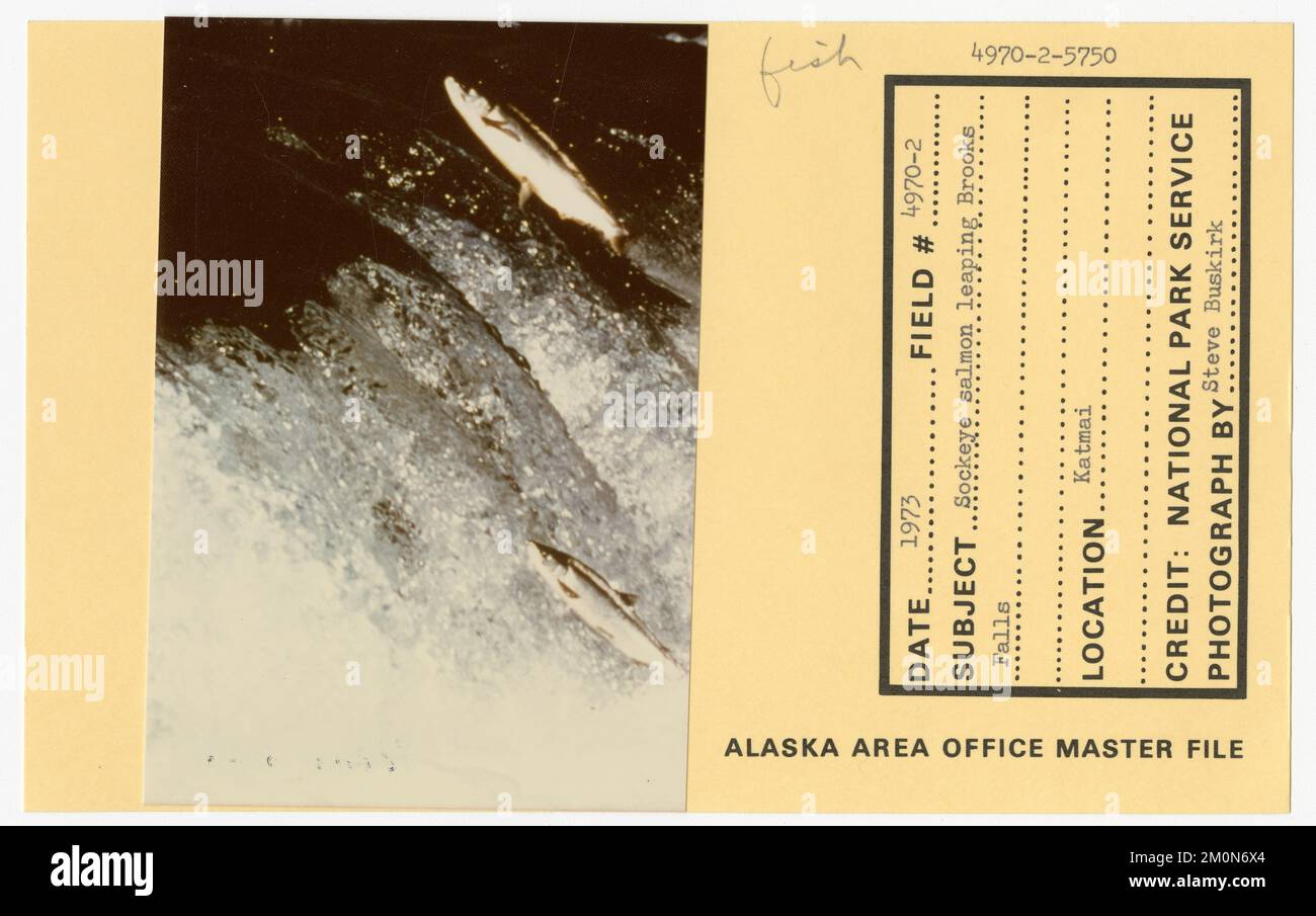 Sockeye salmon leaping Brooks Falls. Alaska Task Force Photographs ...