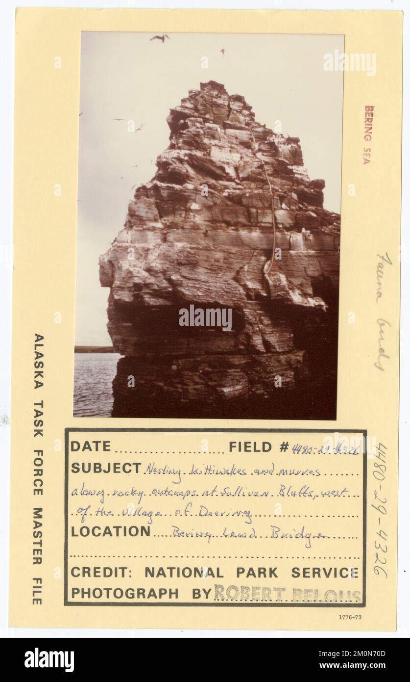 Nesting kittiwakes and murres along rocky outcrops at Sullivan Bluffs ...