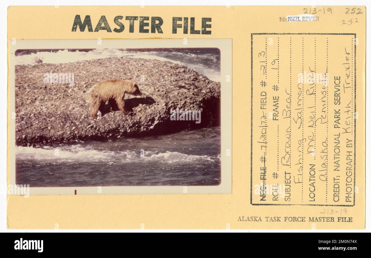 Brown bear fishing salmon. Alaska Task Force Photographs Stock Photo ...