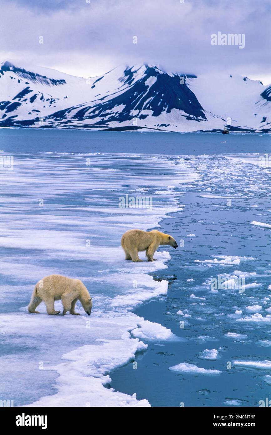 Arctic landscape with two Polar bears on the ice in a fjord at Svalbard ...
