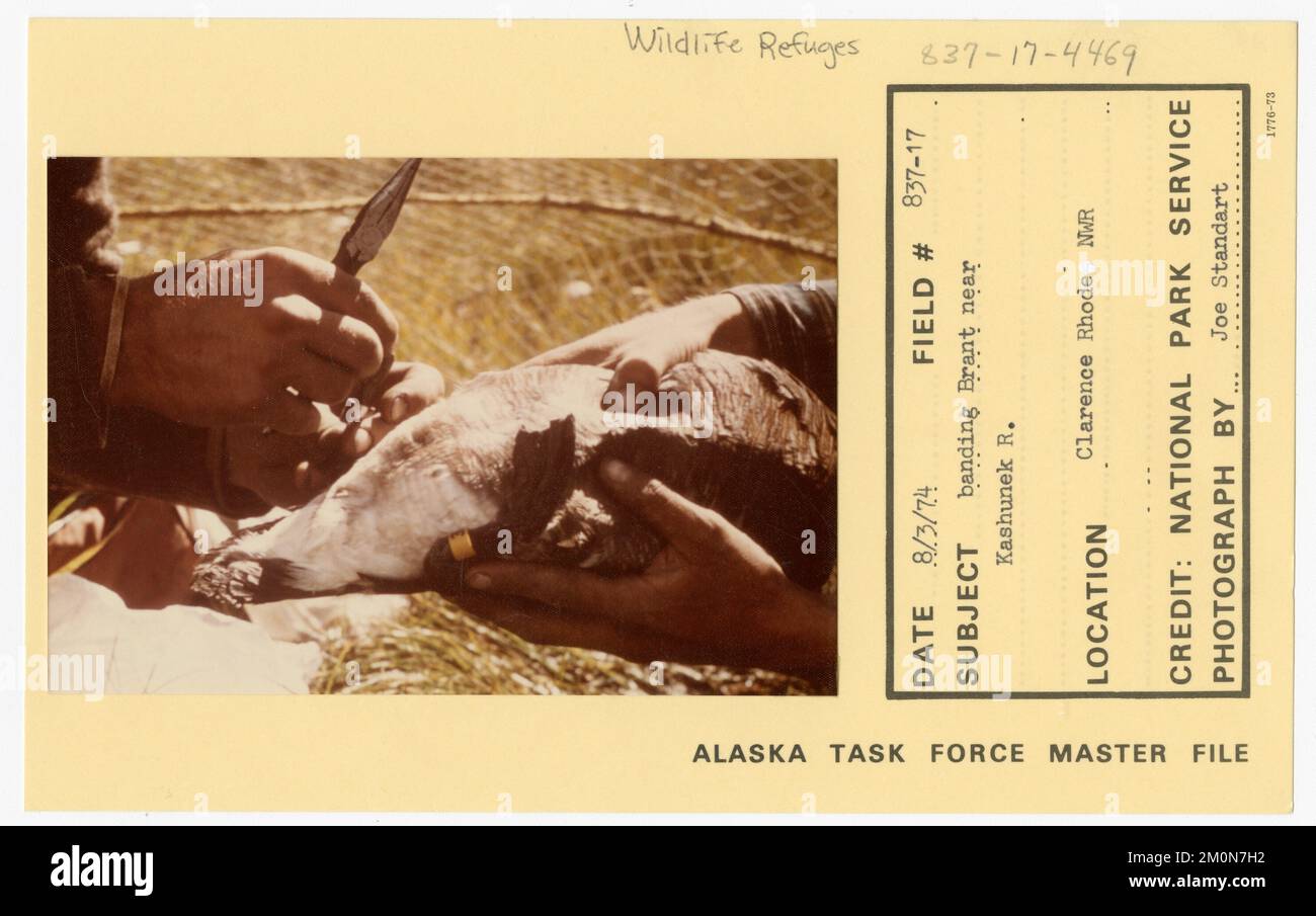 Banding Brant near Kashunek River. Alaska Task Force Photographs Stock ...
