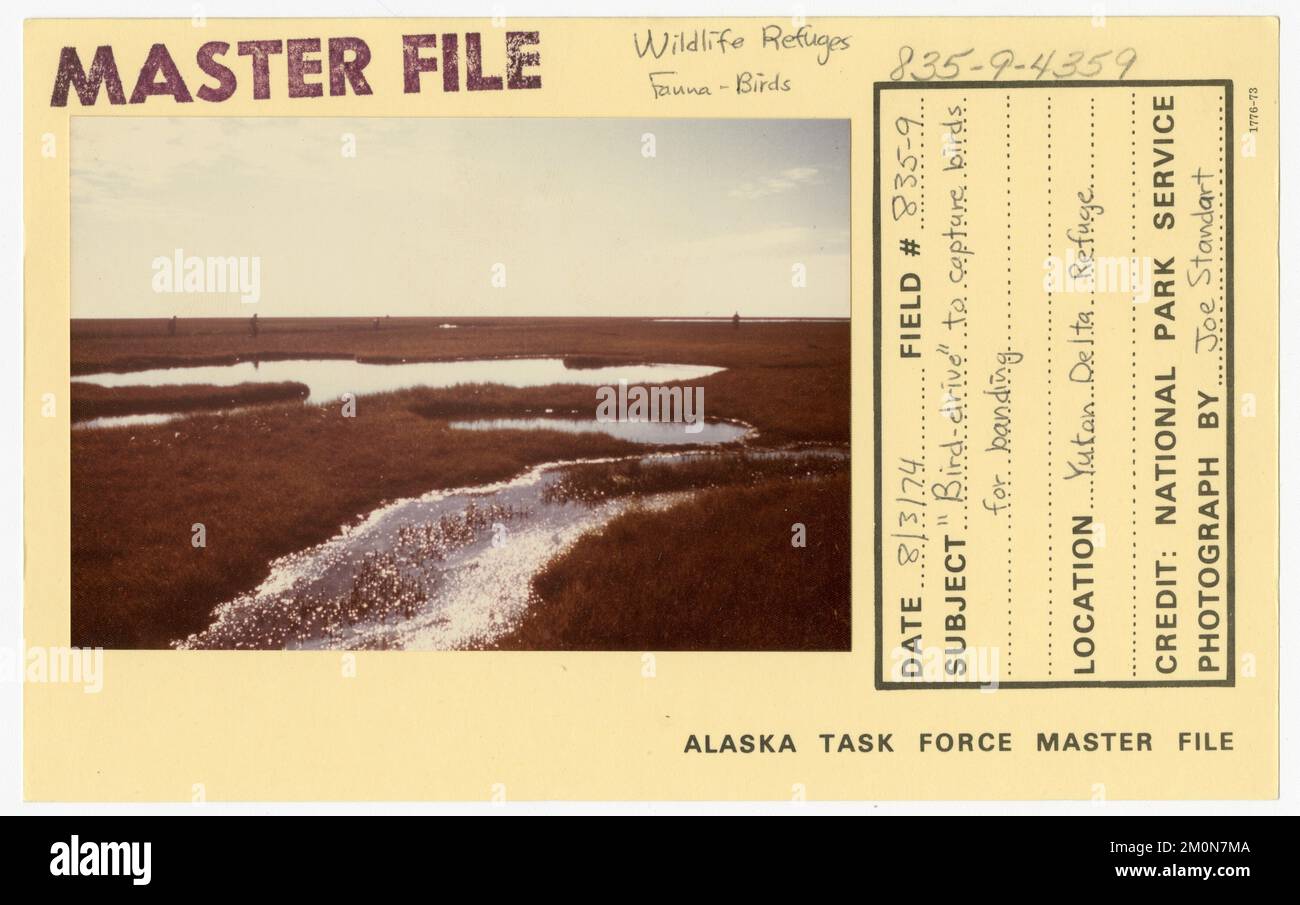 "Bird-drive" to capture birds for banding. Alaska Task Force ...