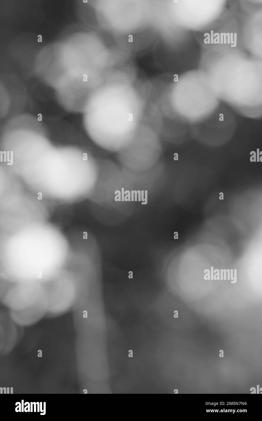 Blurry dreamy vague light shining thru the trees in a black and white ...