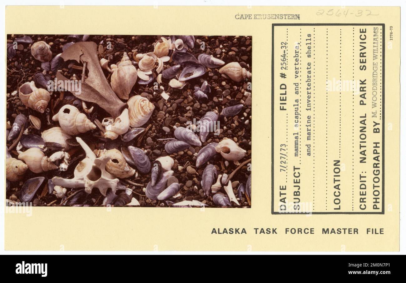 Mammal scapula and vertebra, and marine invertebrate shells. Alaska ...
