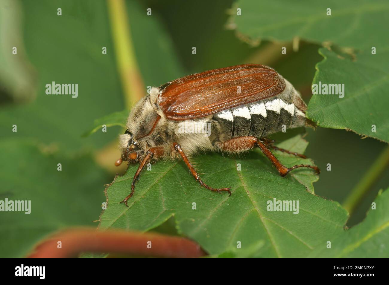Doodlebug hi-res stock photography and images - Alamy