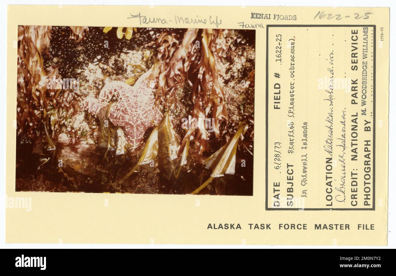 Starfish (Pisaster ochraceus) in Chiswell Islands. Alaska Task Force ...