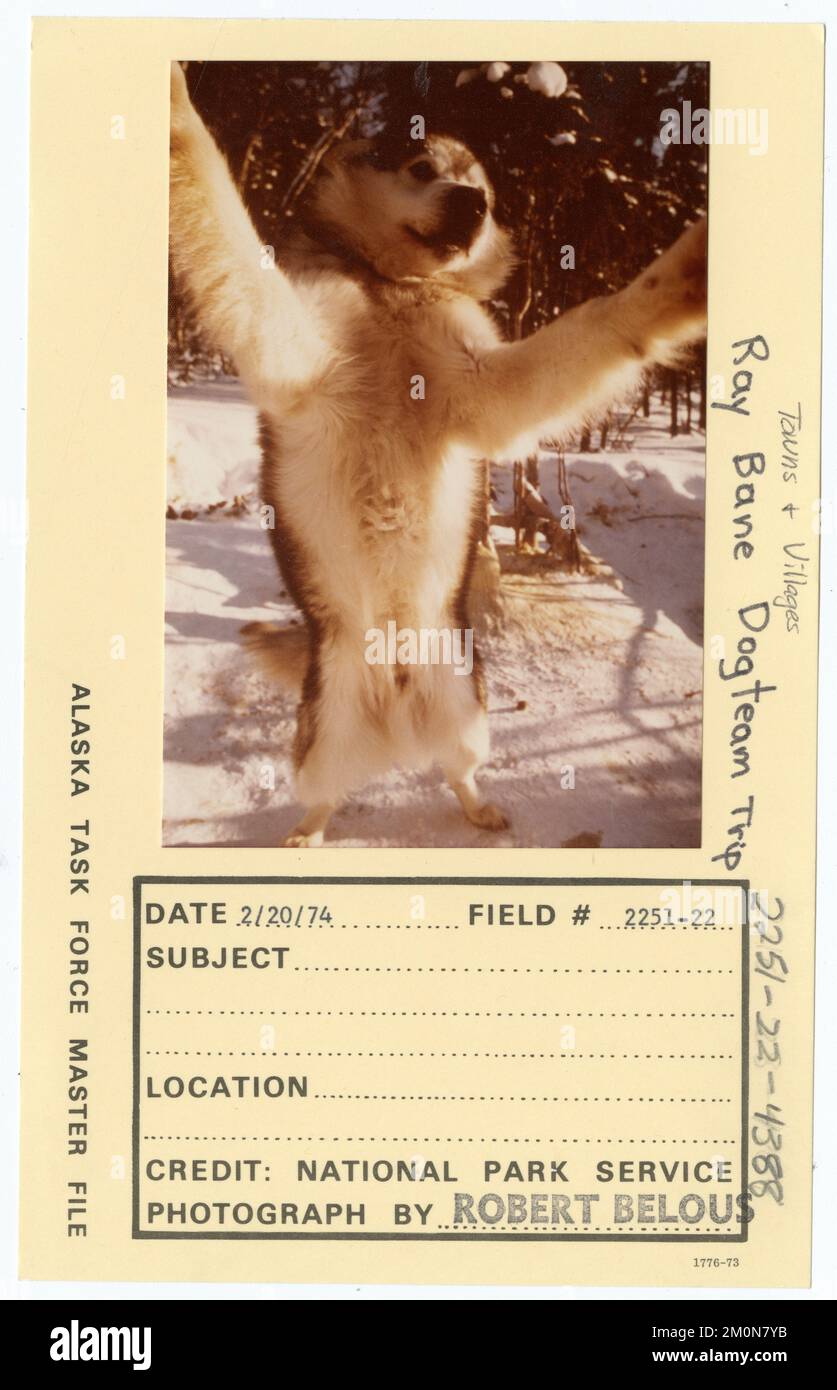 Ray Bane dog team trip. Alaska Task Force Photographs Stock Photo - Alamy