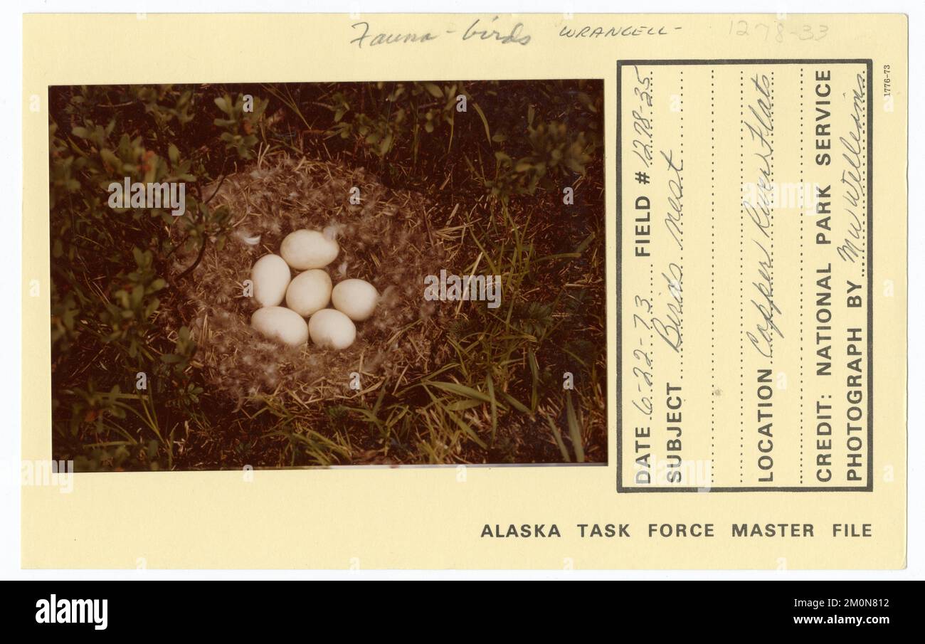 Birds nest. Alaska Task Force Photographs Stock Photo - Alamy