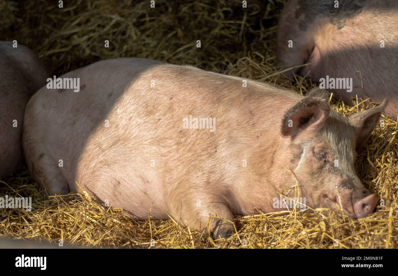 A closeup of a pig sleeping in the barn. Snetterton, England Stock ...