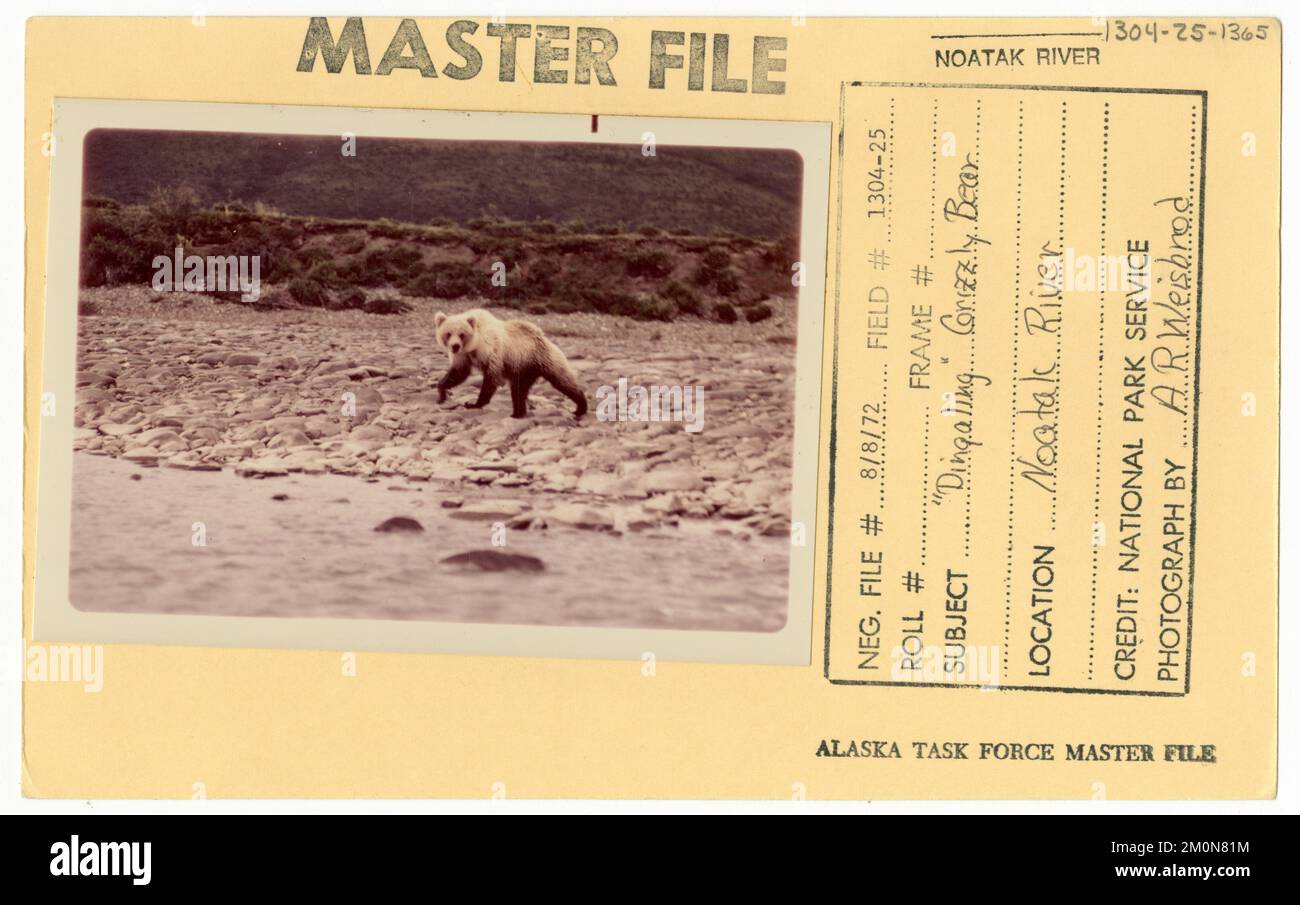"Dingaling" Grizzly bear. Alaska Task Force Photographs Stock Photo - Alamy