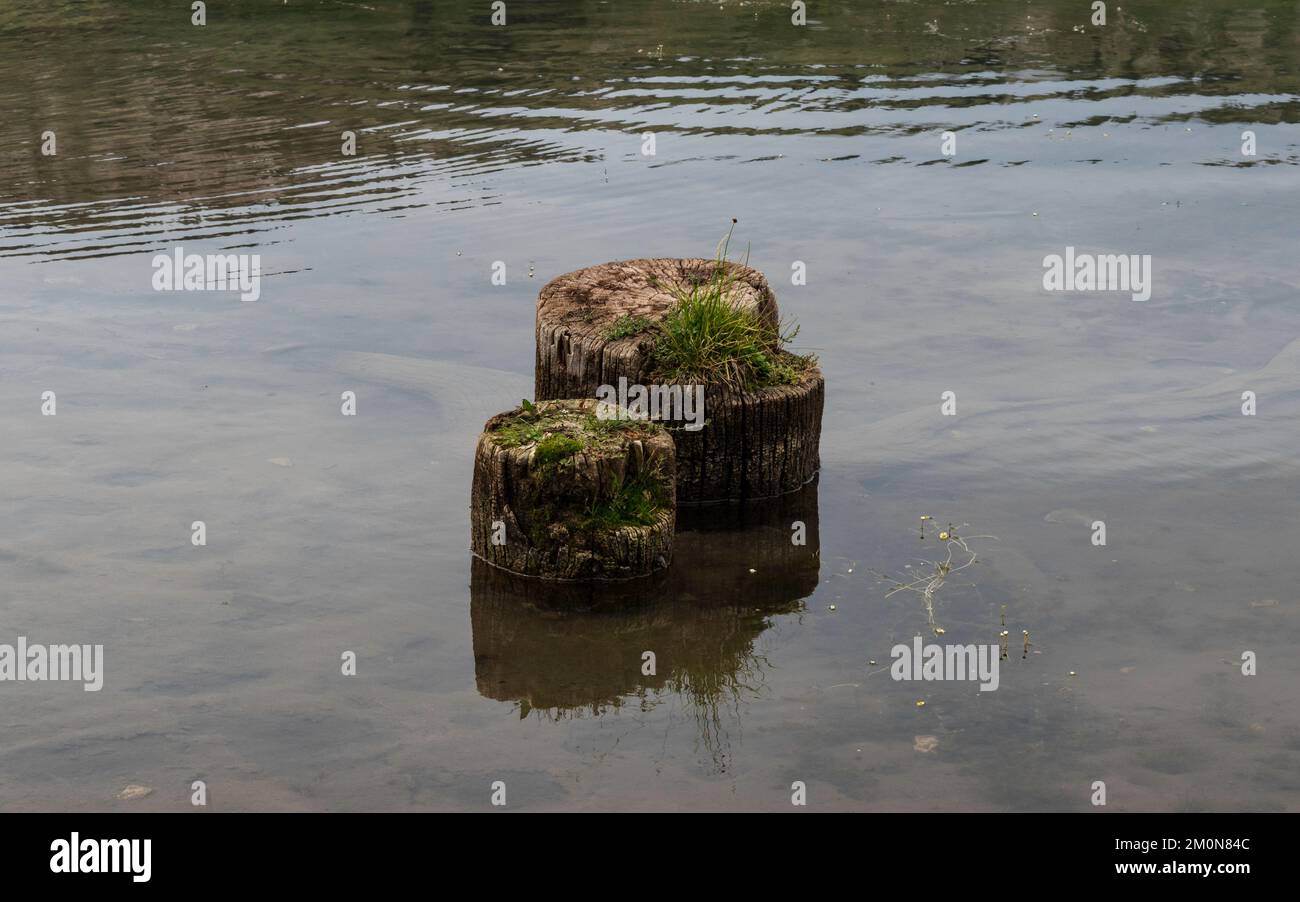 Tree Stumps with Grass Growing in them out in the Middle of the Lake ...