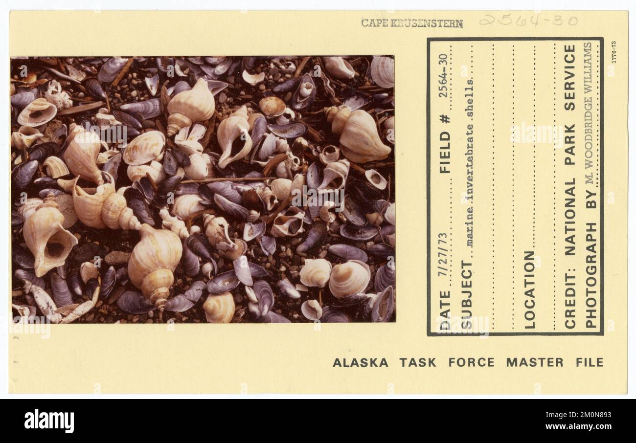 Marine invertebrate shells. Alaska Task Force Photographs Stock Photo ...