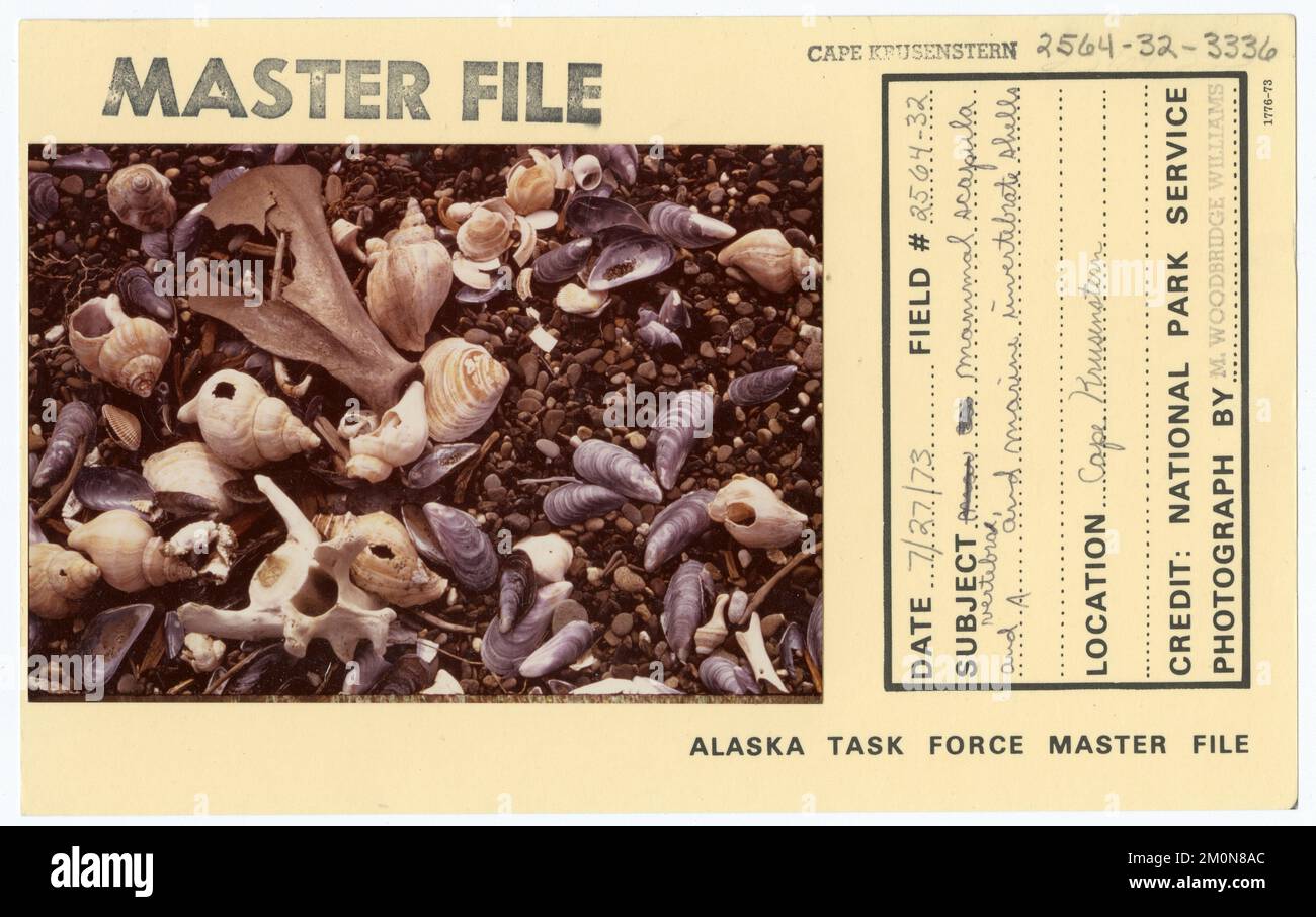 Mammal scapula and vertebra, and marine invertebrate shells. Alaska ...