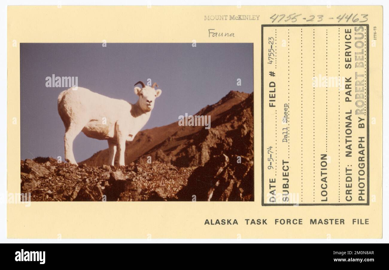 Indigenous sheep Cut Out Stock Images & Pictures - Alamy