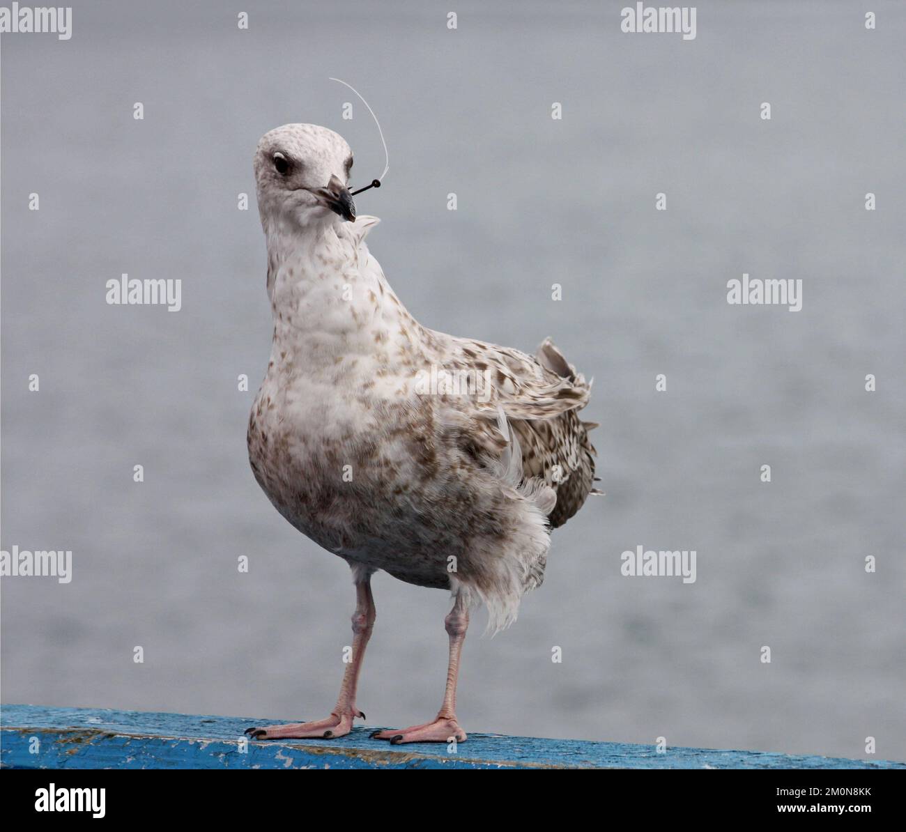 An Injured Seagull with a Fishing Hook Stuck in it's Beak Stock Photo ...