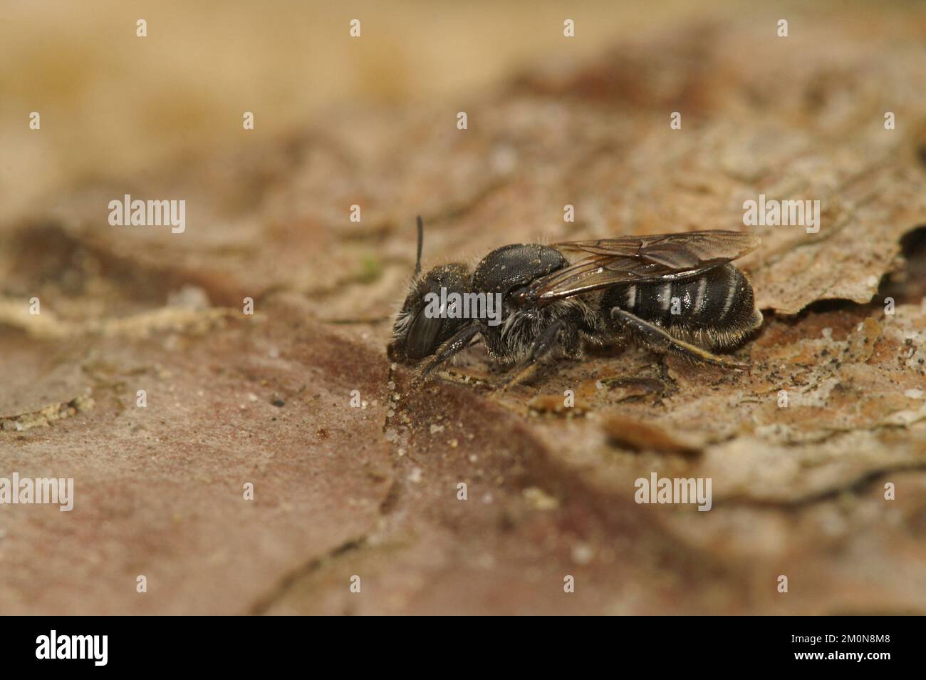A closeup of a rare mason bee Stock Photo - Alamy