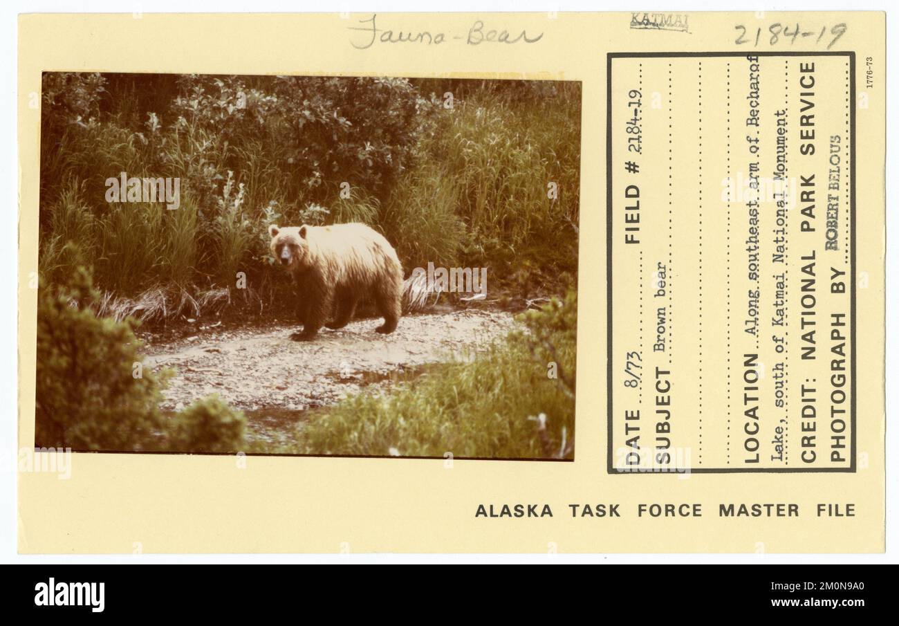 Brown bear. Alaska Task Force Photographs Stock Photo - Alamy