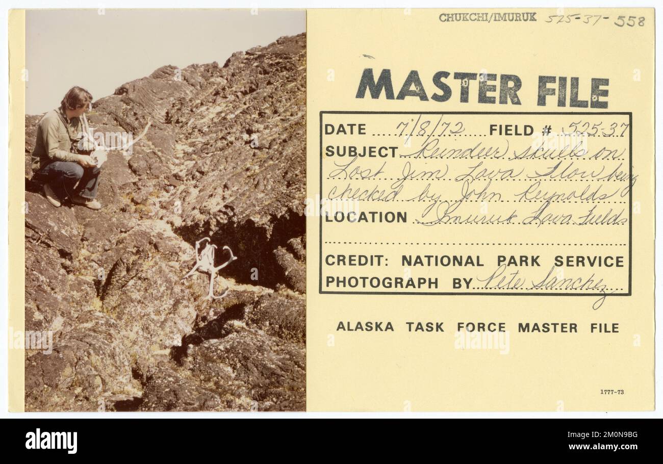 Reindeer skulls on Lost Jim Lava Flow being checked by John Reynolds ...
