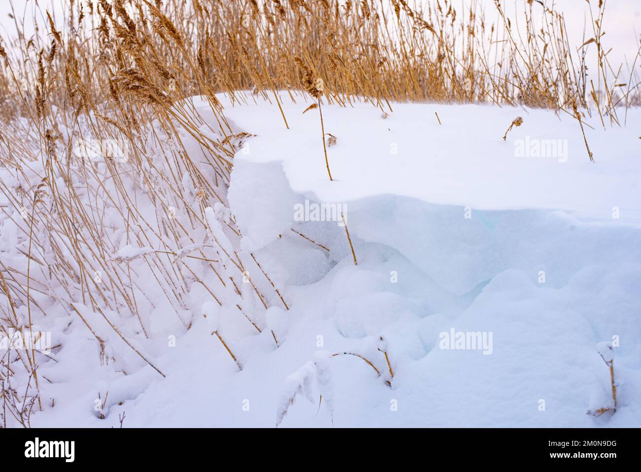 Reeds in a snowdrift during the winter day Stock Photo - Alamy
