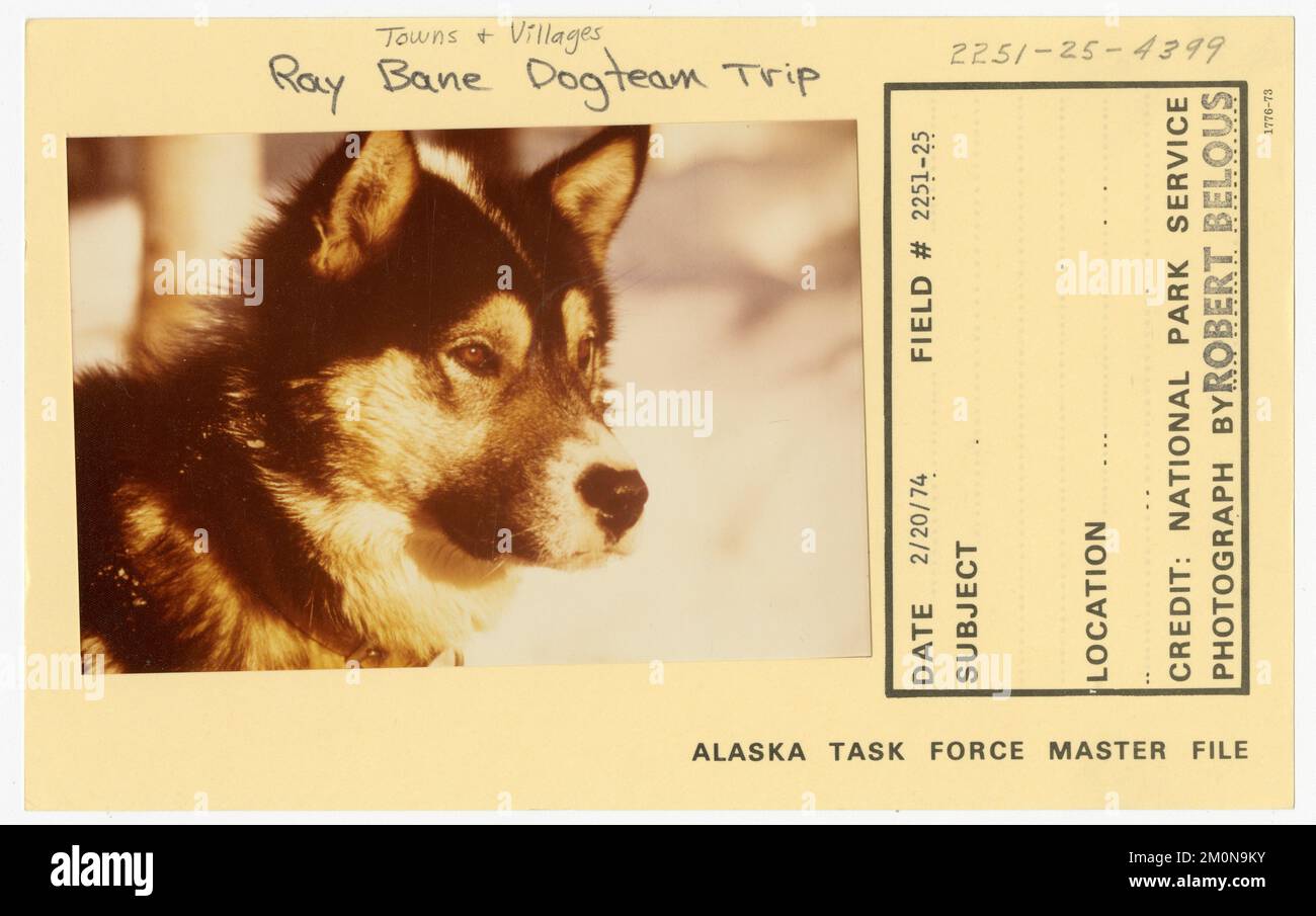 Ray Bane dog team trip. Alaska Task Force Photographs Stock Photo - Alamy
