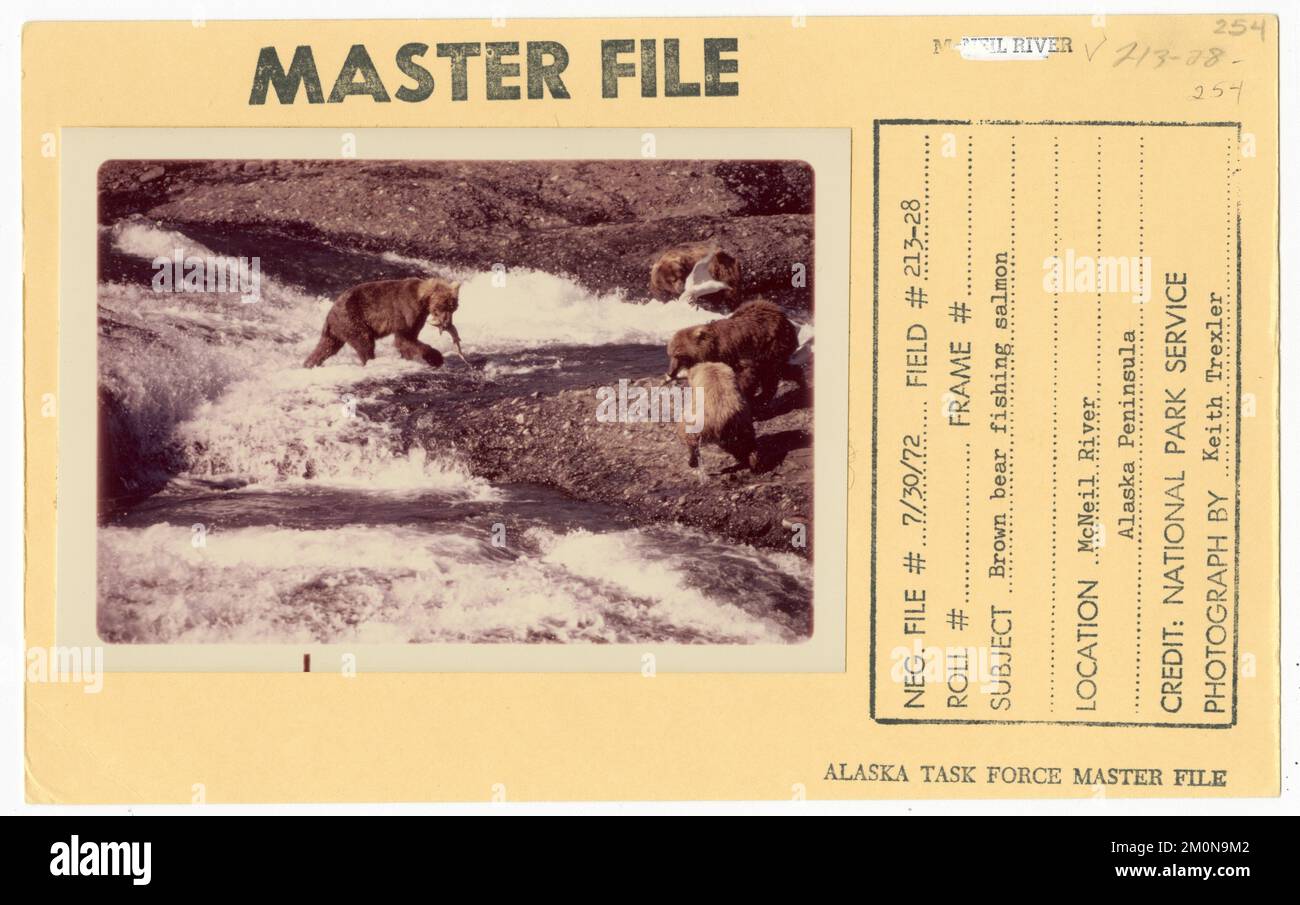 Brown bear fishing salmon. Alaska Task Force Photographs Stock Photo ...