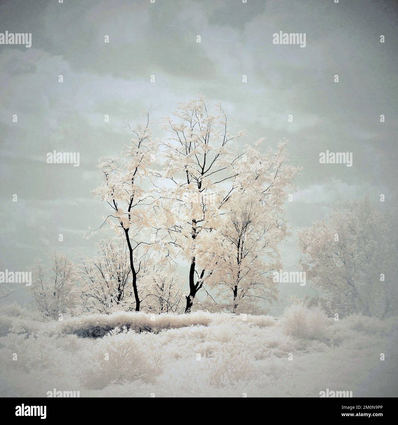 Infrared Photograph of Cannock Chase forest in a Area of Outstanding ...