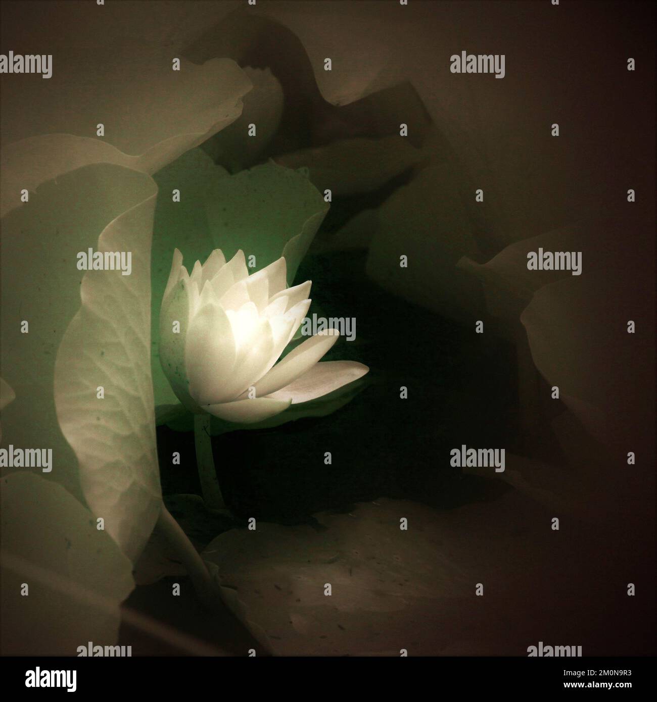 False colour hi-res stock photography and images - Alamy
