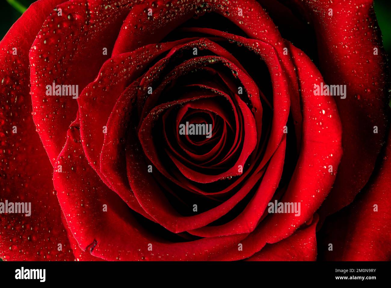 Water drops on the red rose petals. Valentine day concept Stock Photo ...