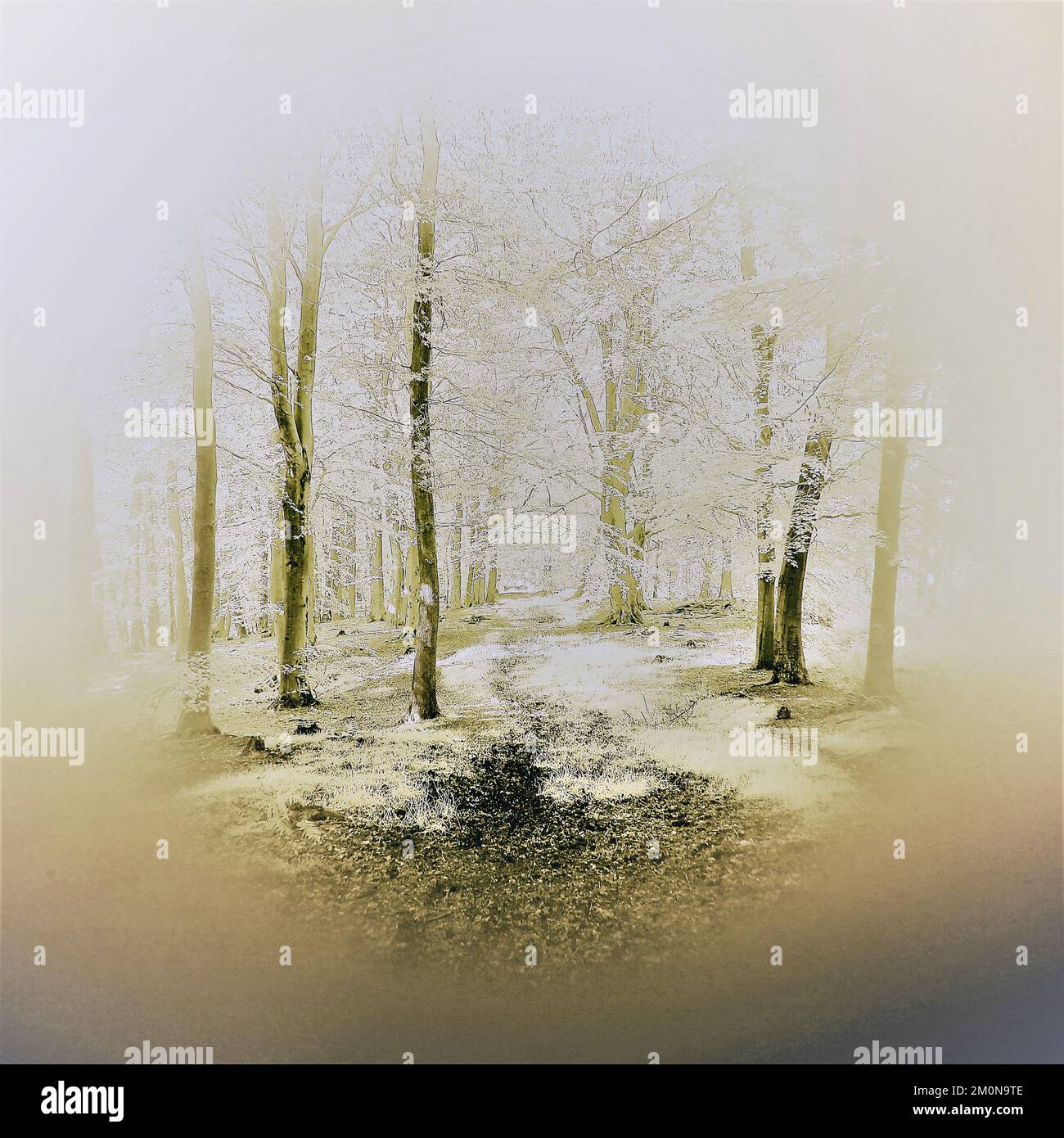 Infrared Photograph of Cannock Chase woodlands and forests in a Area of ...