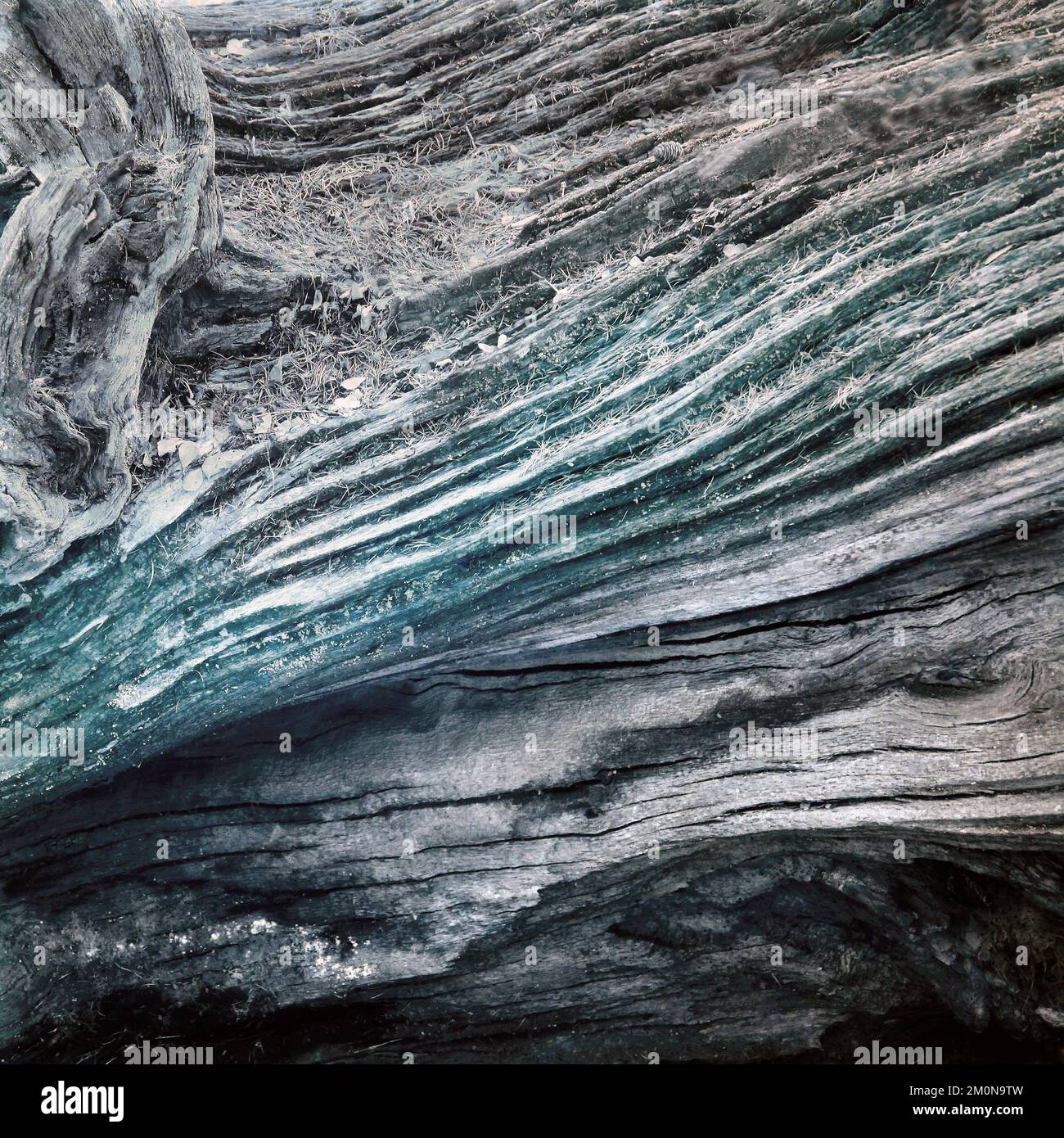 Abstract Impressionism of muted colour infrared photography of woodland ...