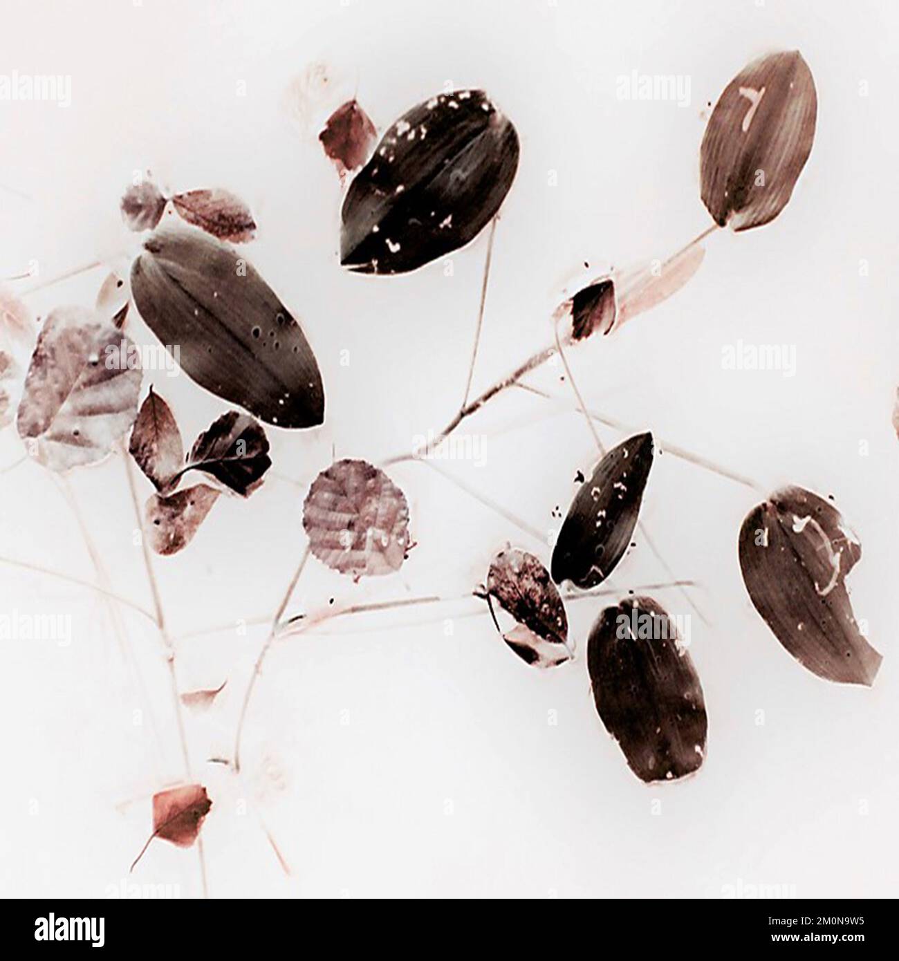 Abstract impression of false colour photography floating debris and ...