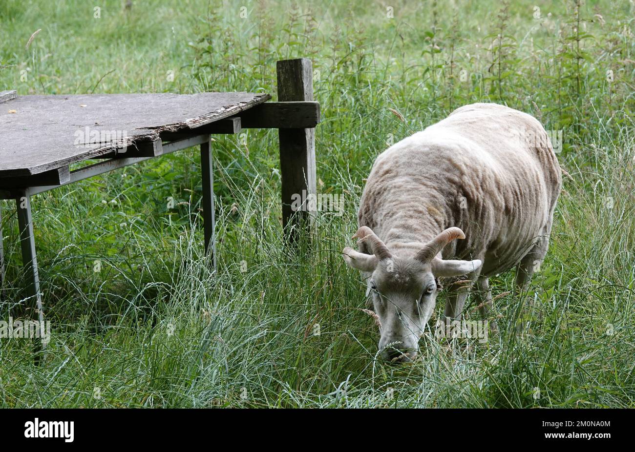 A white horned heath sheep (Heidschnucke) is standing beside a wooden ...