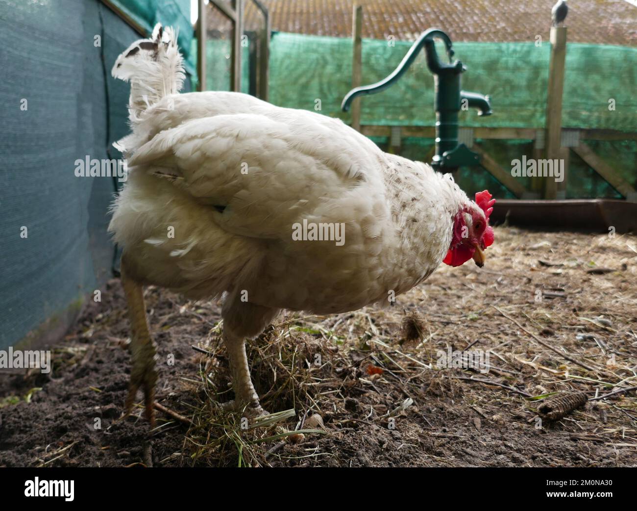 Poultry farming germany hi-res stock photography and images - Alamy