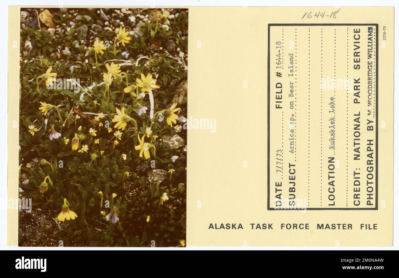 Arnica sp. on Bear Island. Alaska Task Force Photographs Stock Photo ...
