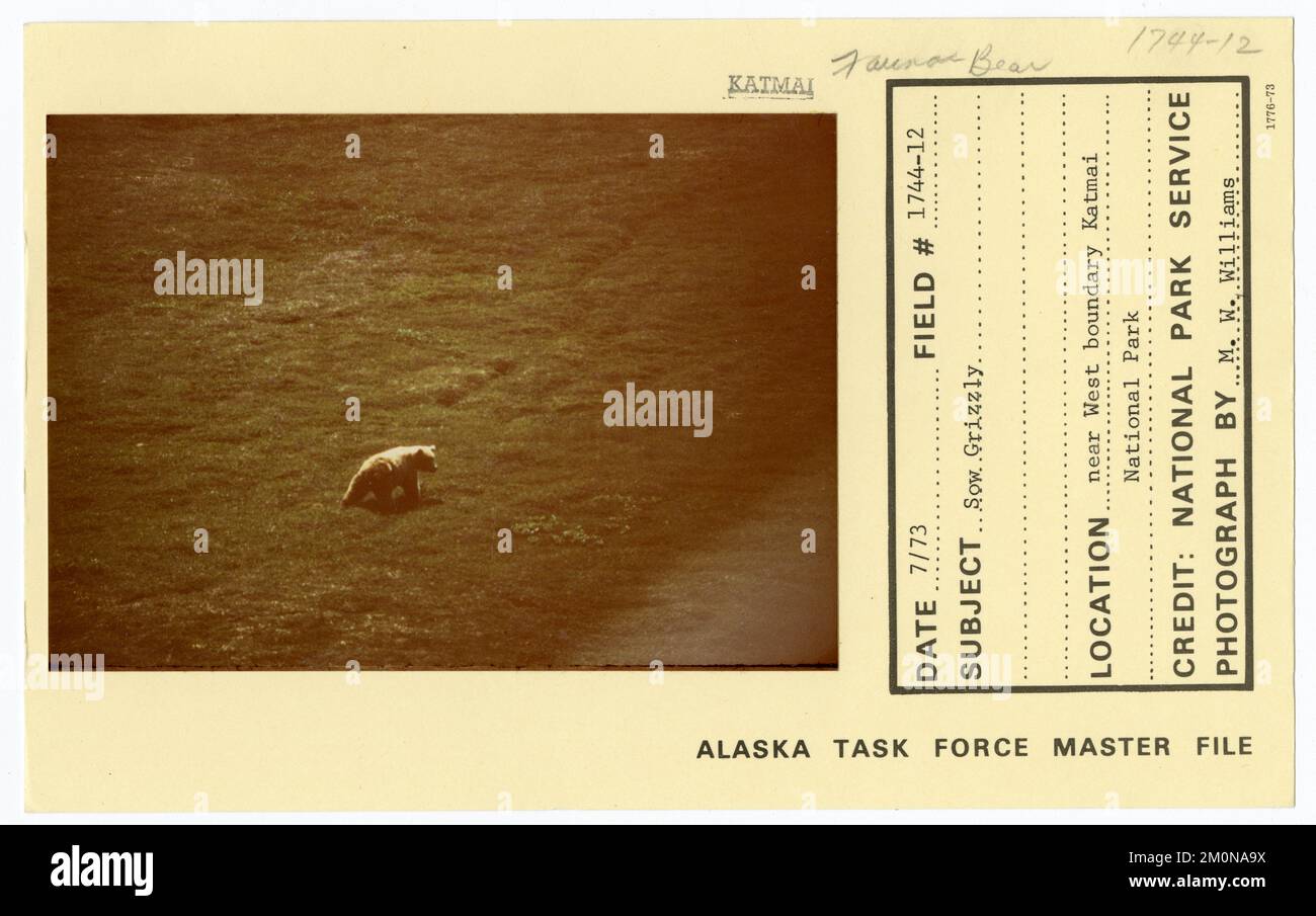 Sow grizzly. Alaska Task Force Photographs Stock Photo - Alamy