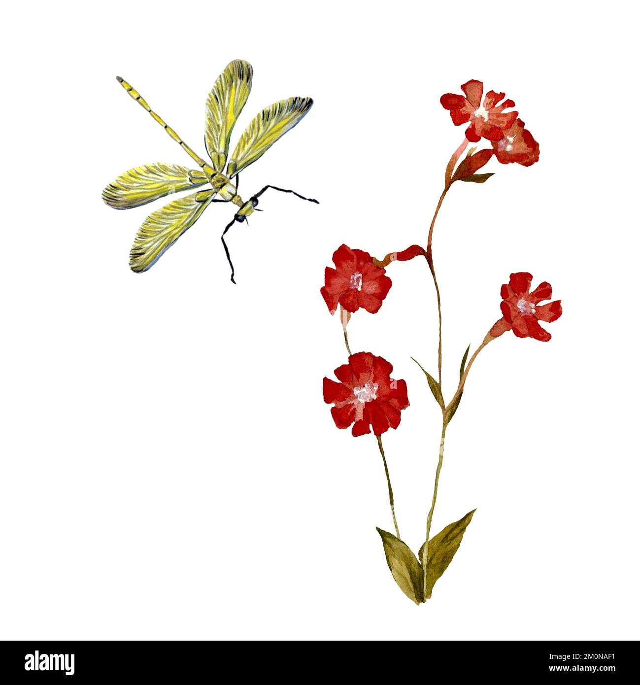 Dragonfly drawing Cut Out Stock Images & Pictures - Alamy